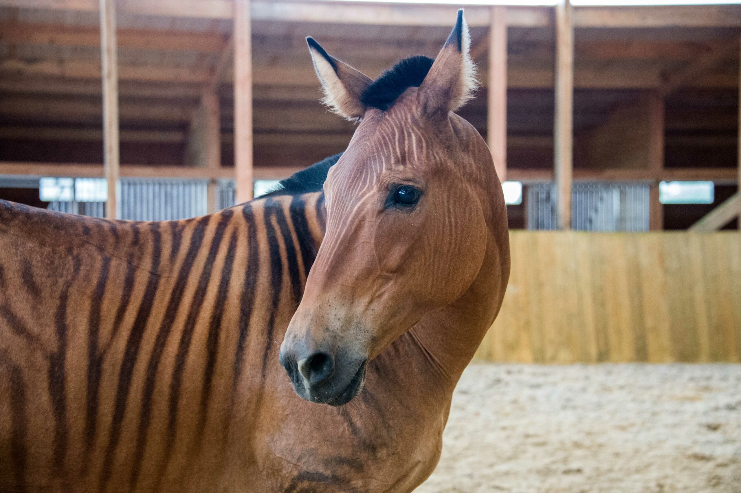 Mentions Légales - Andy Booth